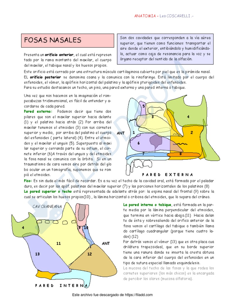 Anatomía de las Fosas Nasales | PDF | Anatomía humana | Anatomía