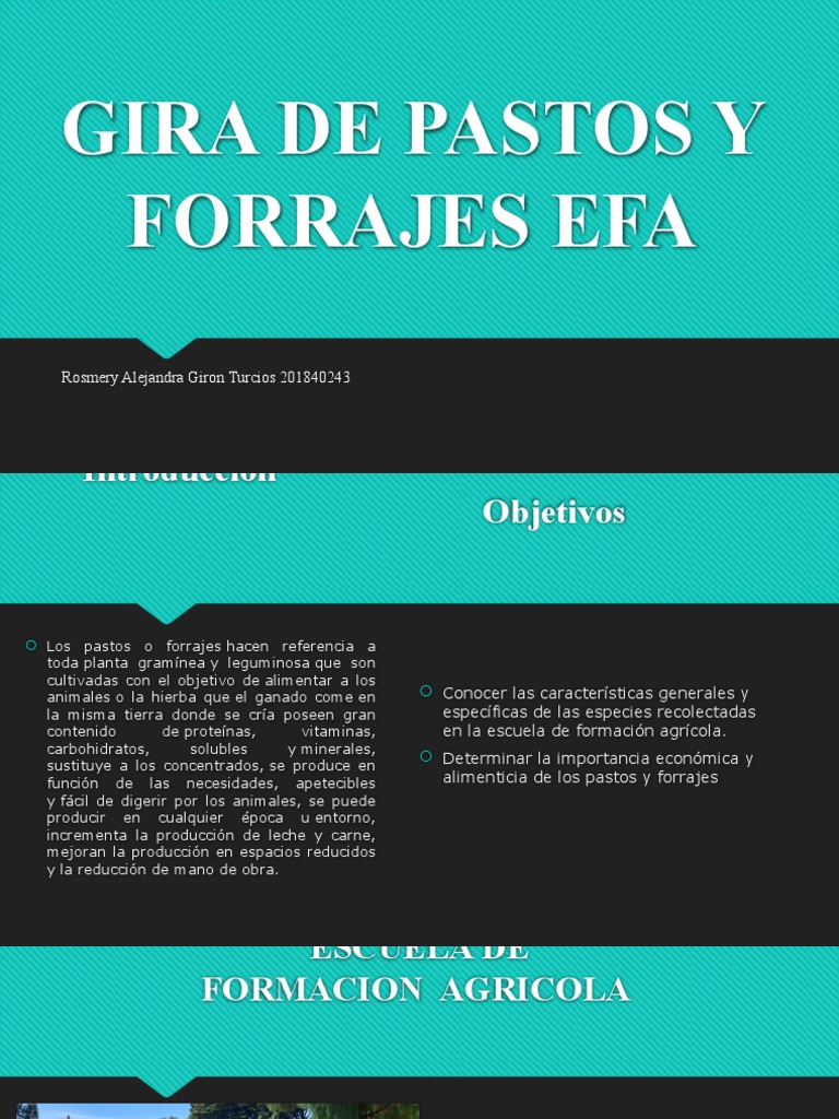 Gira de Pastos y Forrajes Efa | PDF | Agricultura | Pasto