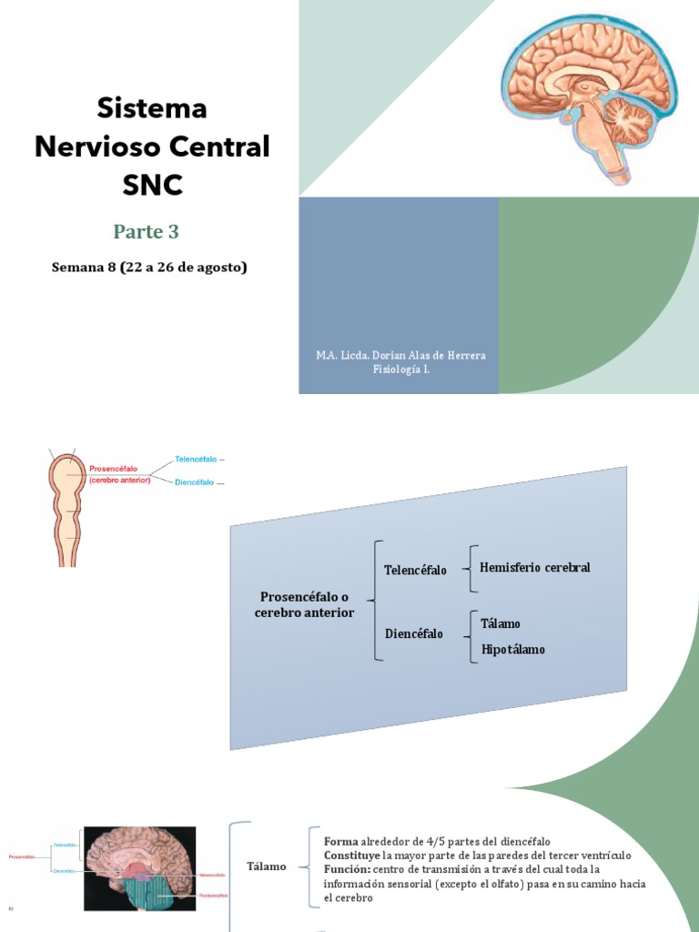 Sistema Nervioso Central SNC Parte 3 | PDF | Hipotálamo | Cerebro