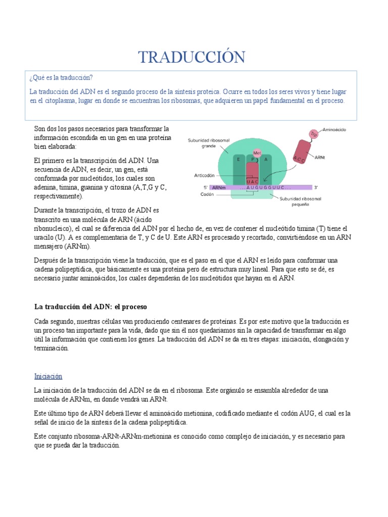 Traducción del ADN: Proceso y Etapas | PDF | Traducción (biología) | Rna