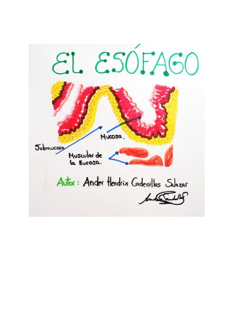 Mapa Conceptual Esófago y Estómago. | PDF | Estómago | Membrana mucosa