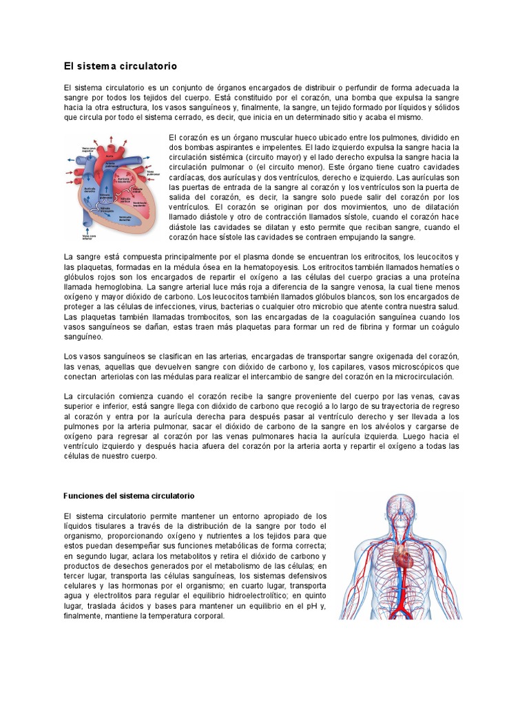 CT Sistema Circulatorio | PDF | Sistema circulatorio | Sangre