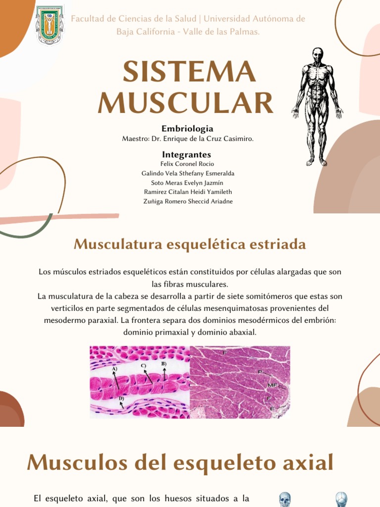 Presentacion Sistema Muscular | PDF | Músculo esquelético | Esqueleto