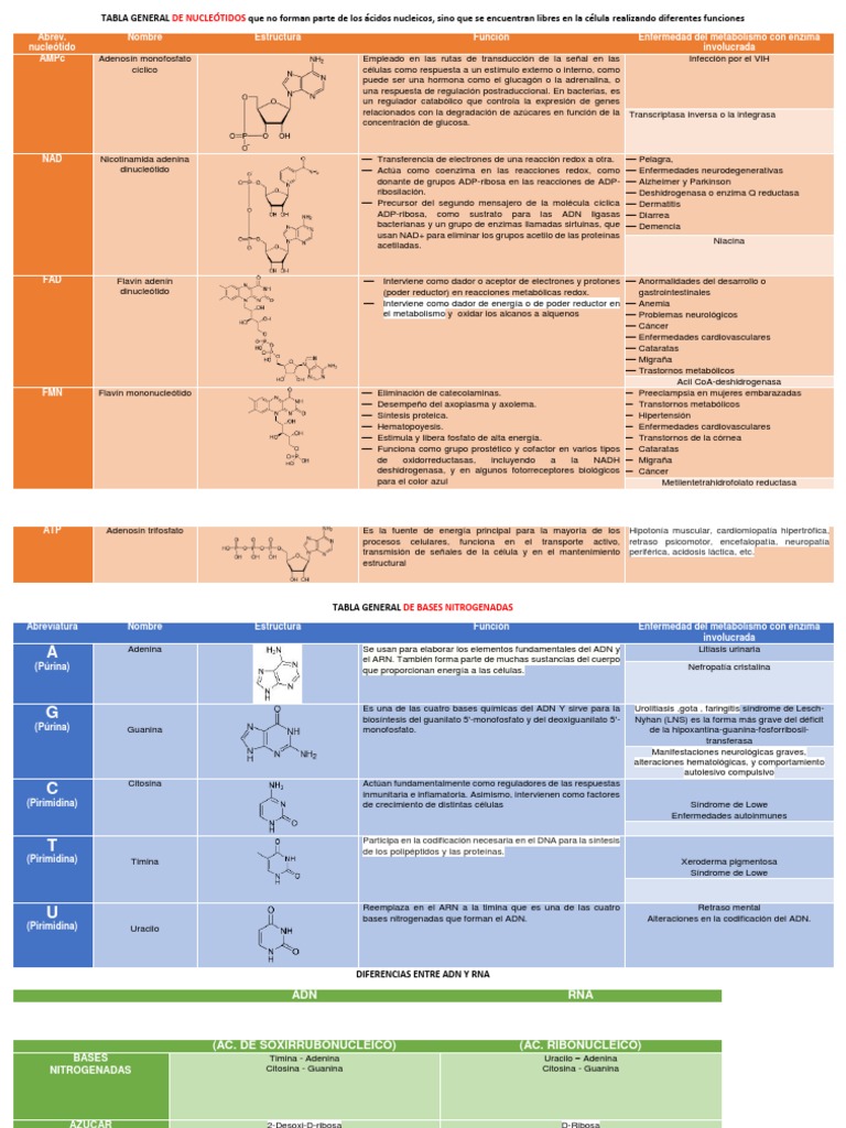 Final Tabla de Nucleotidos | PDF | Rna | Adn