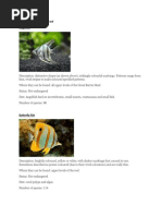 NOAA Shark Identification Placards | PDF | Sharks | Vertebrates