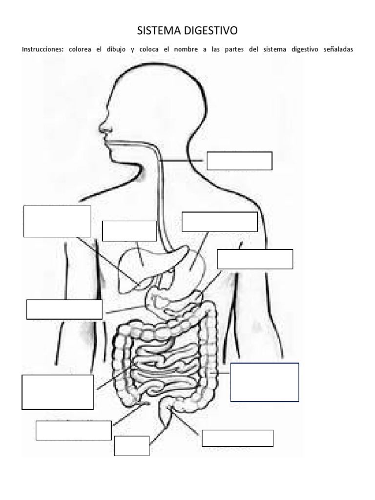 Actividades de Etiquetado del Sistema Digestivo | PDF