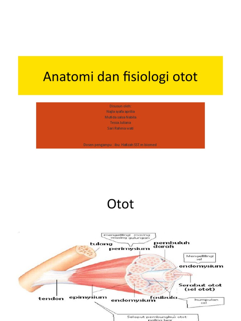 Presentasi PPT Powerpoint Otot Muscles P | PDF