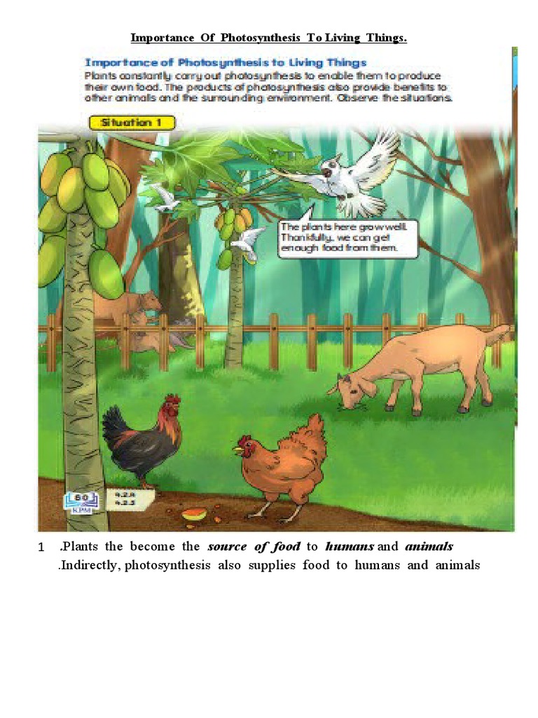 Notes - Importance of Photosynthesis To Living Things | PDF