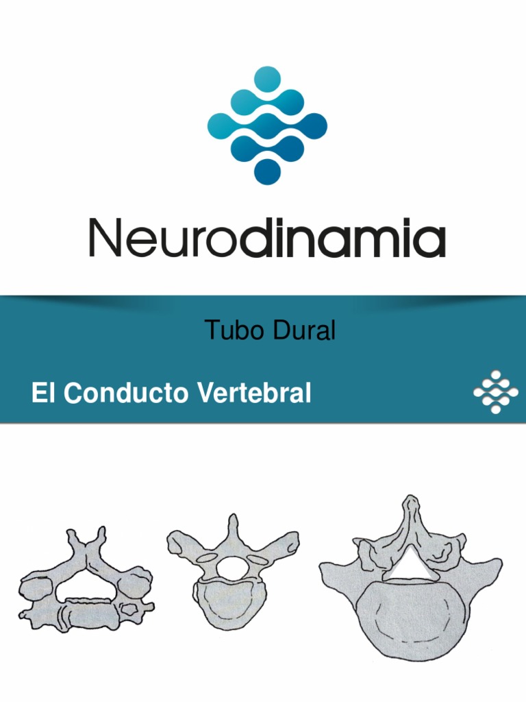 Estructura y funciones del neuroeje y las meninges | PDF