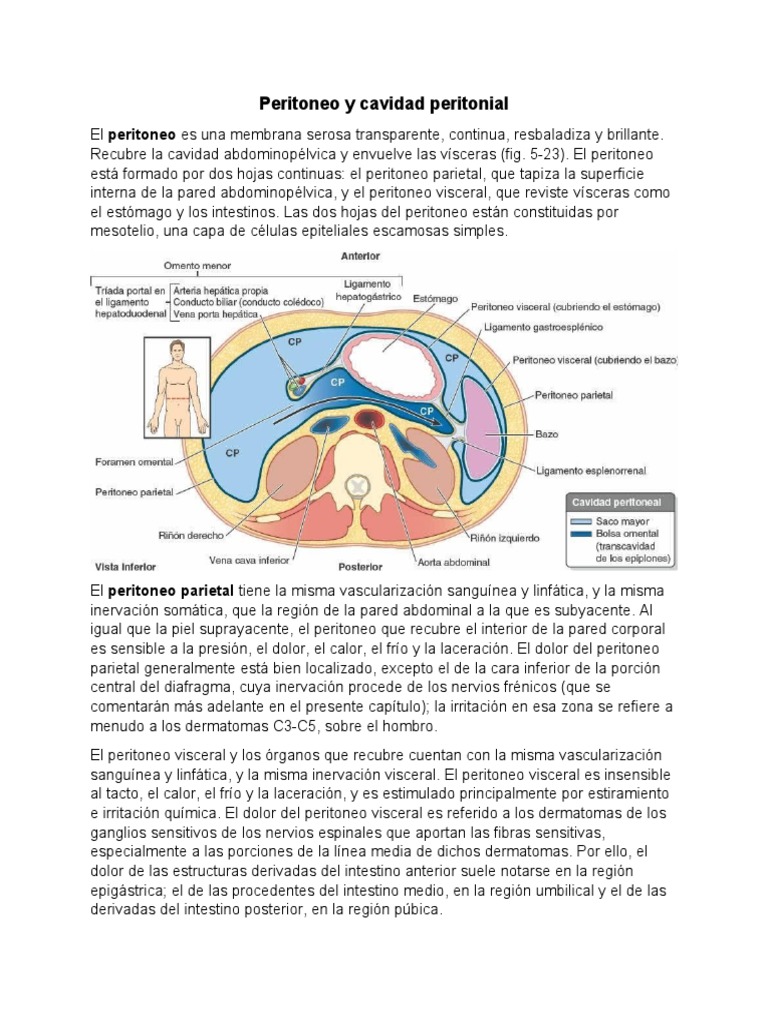 Peritoneo y Cavidad Peritonial | PDF | Peritoneo | Abdomen