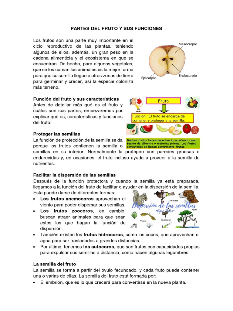 Partes Del Fruto y Sus Funciones | PDF | Fruta | Semilla