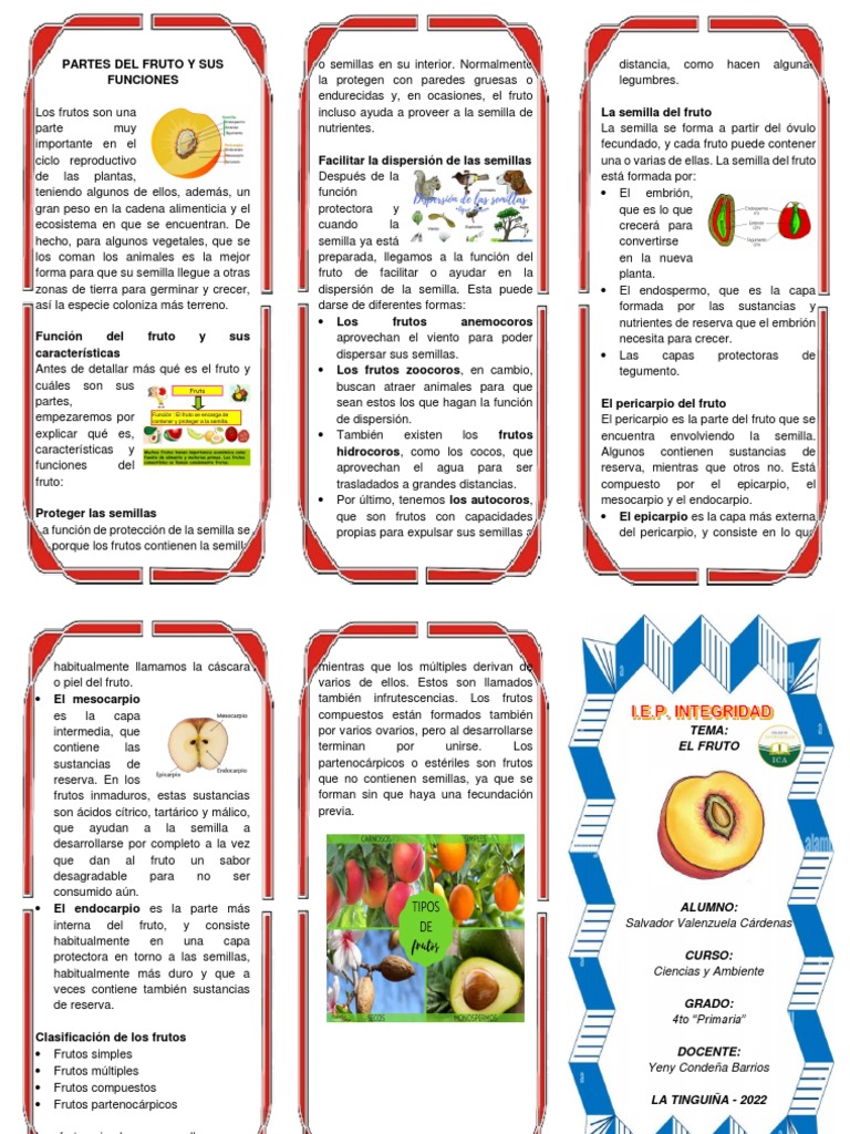 Funciones y partes del fruto escolar | PDF | Fruta | Semilla