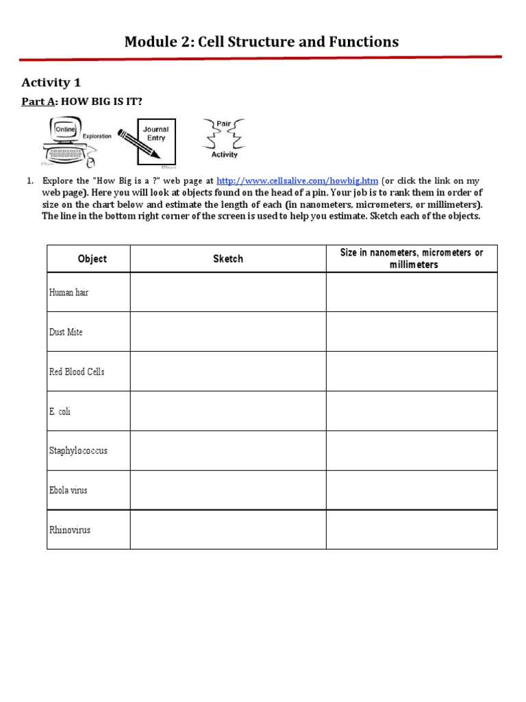 Module 2 Activity 1 | PDF | Cell (Biology) | Endoplasmic Reticulum