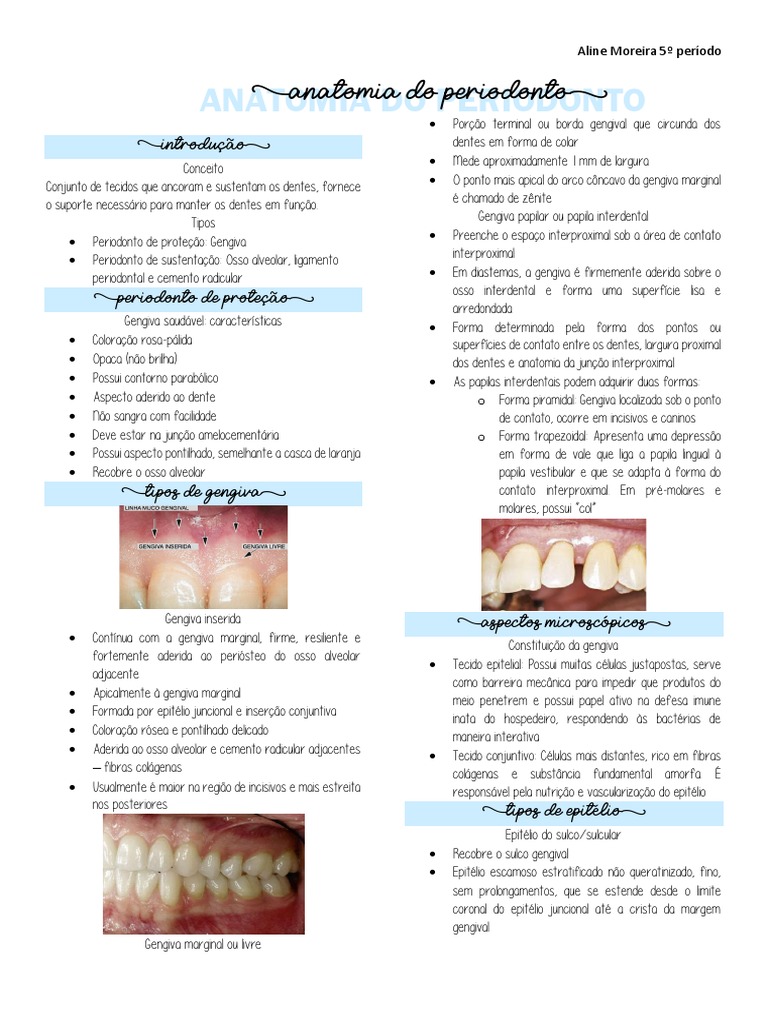 Anatomia do Periodonto e Gengiva | PDF | Anatomia | Áreas da odontologia