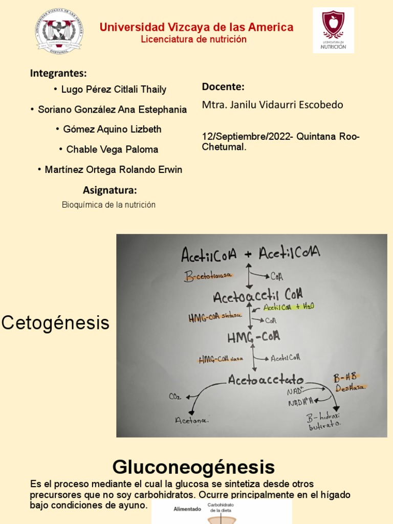 Exposicion de Las Rutas Metabolicas Glucolisis, Gluconeogenesis y Cetogenesis. | PDF