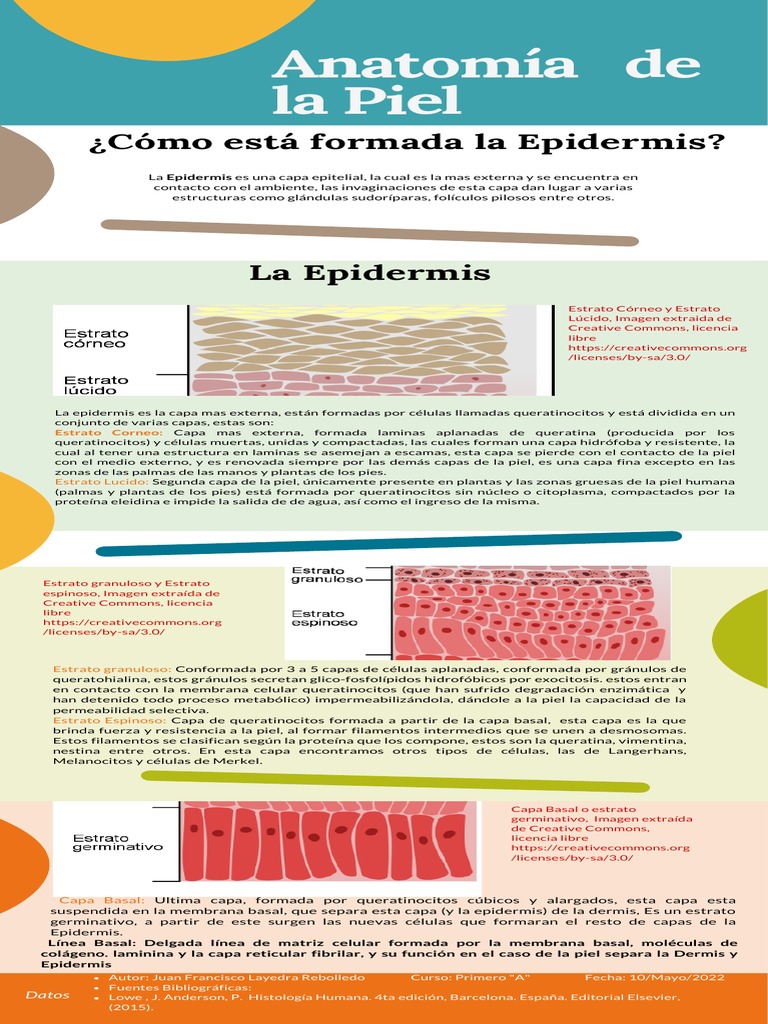 Epidermis Infografías Juan Layedra | PDF | Piel | Epidermis