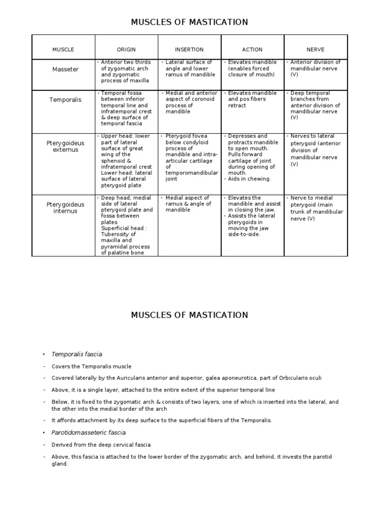 Anatomy of Mastication Muscles | PDF