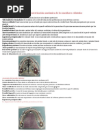 Líneas de Terminación | PDF | Dentadura postiza | Diente