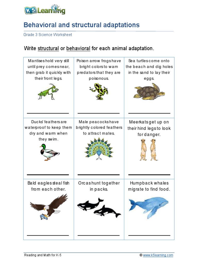 Grade 3 Behavioral Adaptations C | PDF