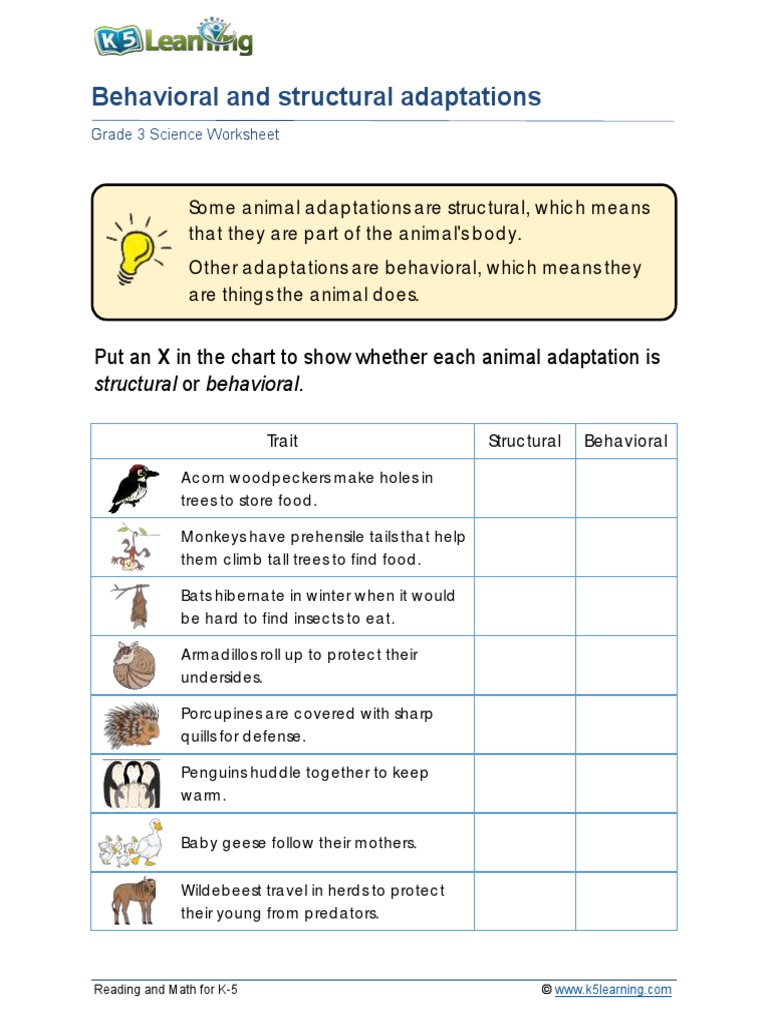 Grade 3 Behavioral Adaptations B | PDF