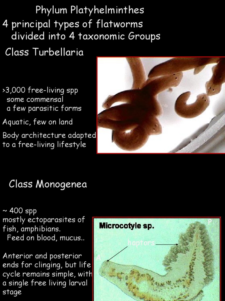 Flatworms Vs Roundworms Venn Diagram Flatworm Anatomy