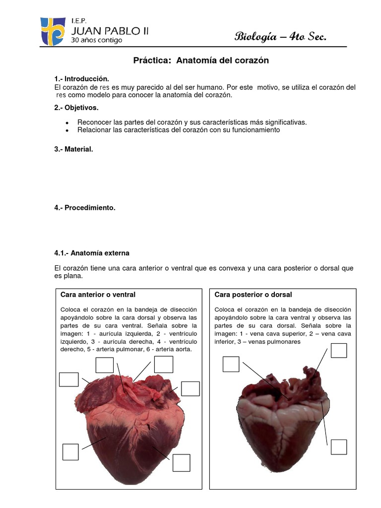 Práctica - 4to | PDF | Corazón | Ventrículo (corazón)