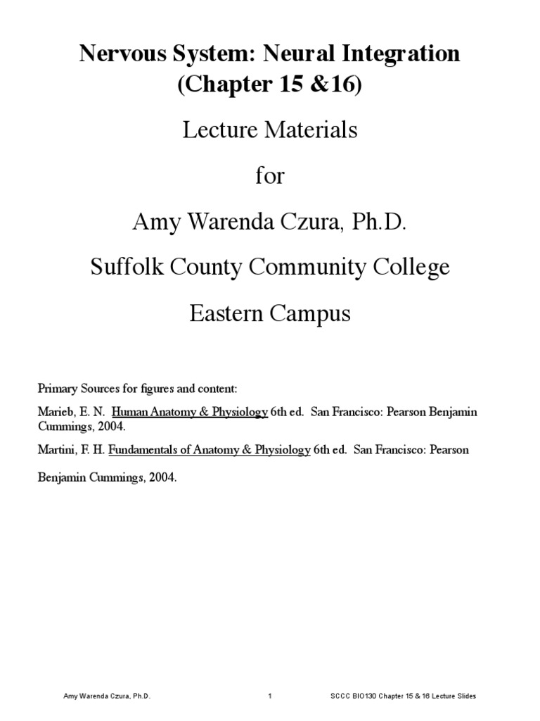 BIO130 Chapter 15&16 Slides | PDF | Autonomic Nervous System | Motor Neuron