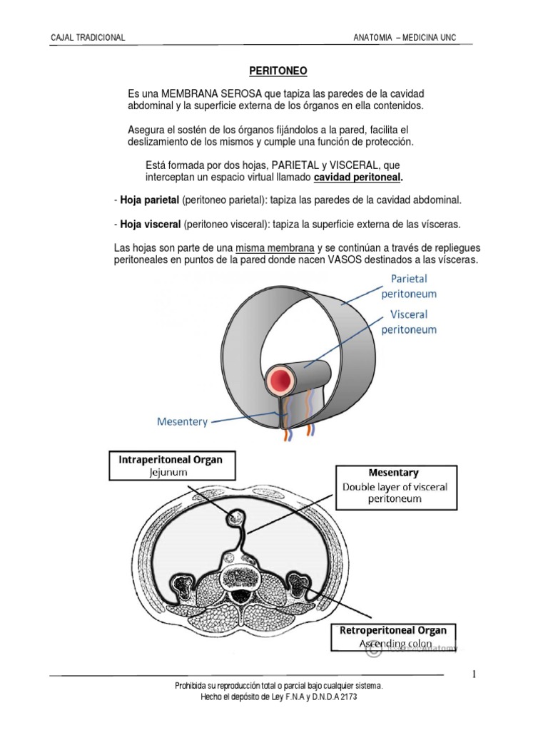 Anatomía del Peritoneo y sus Formaciones | PDF | Abdomen | Intestino grueso