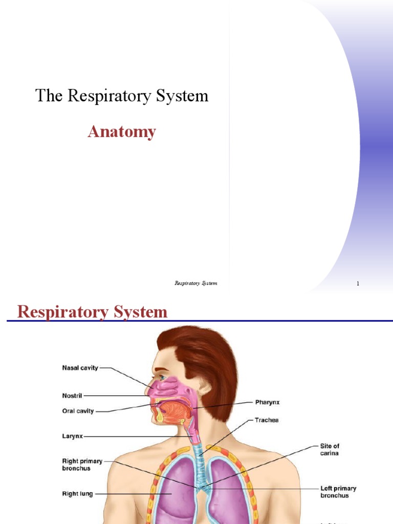 Anatomy and Physiology of RESPIRATORY SYSTEM | PDF | Respiratory Tract | Lung