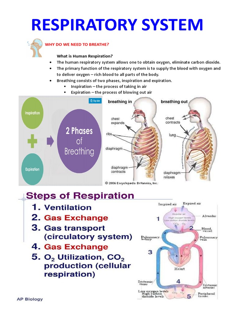 Respiratory System SCIENCE GRADE 9 | PDF