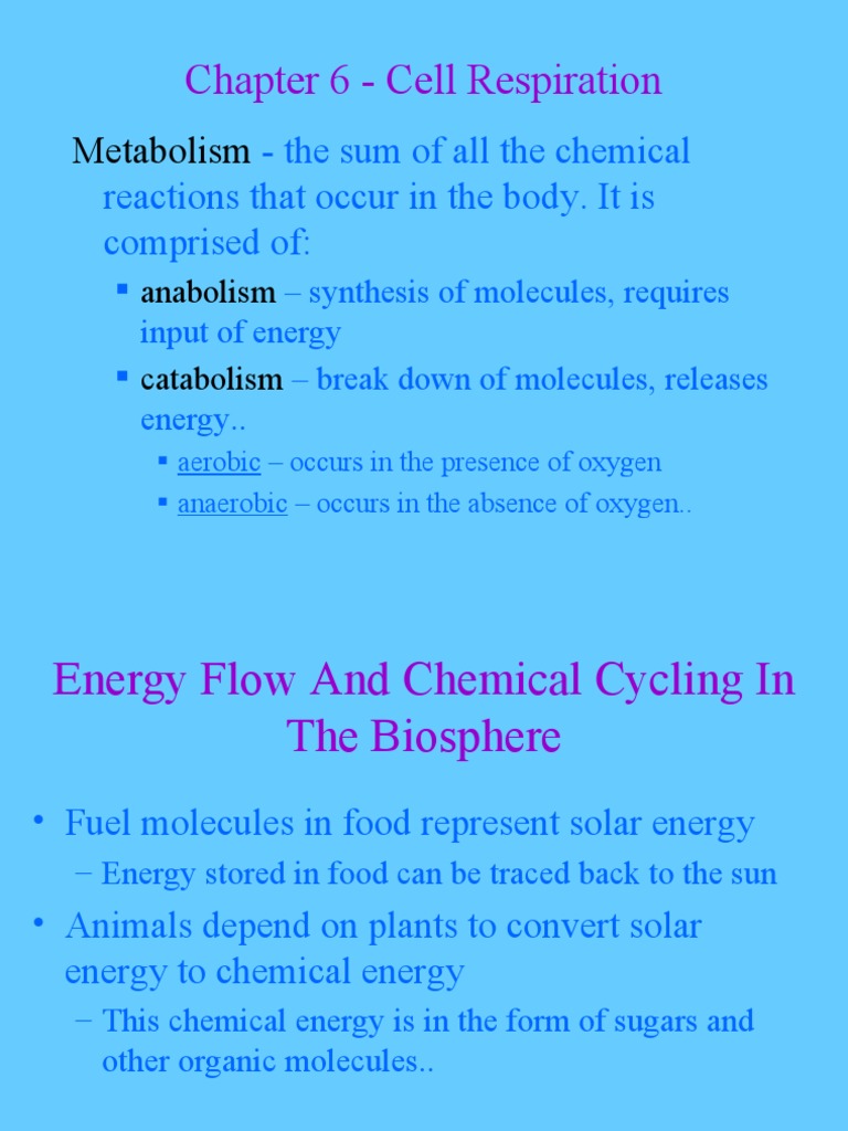 Cellular Respiration | PDF