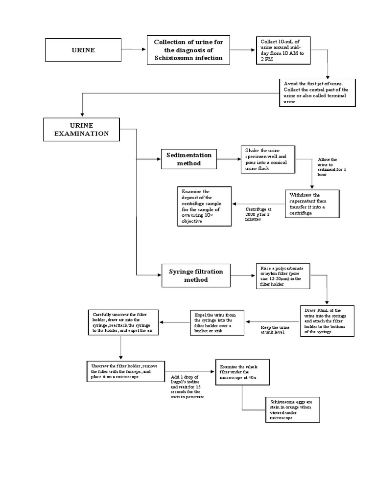 Urine Flowchart | PDF | Medical Specialties | Laboratory Techniques