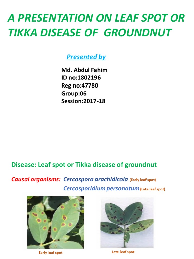 A PRESENTATION ON LEAF SPOT OR TIKKA DISEASE OF GROUNDNUT | PDF