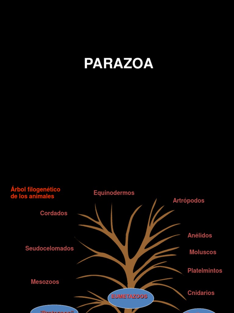 Poríferos 220524 133523 | PDF | Esponja | Evolución biológica