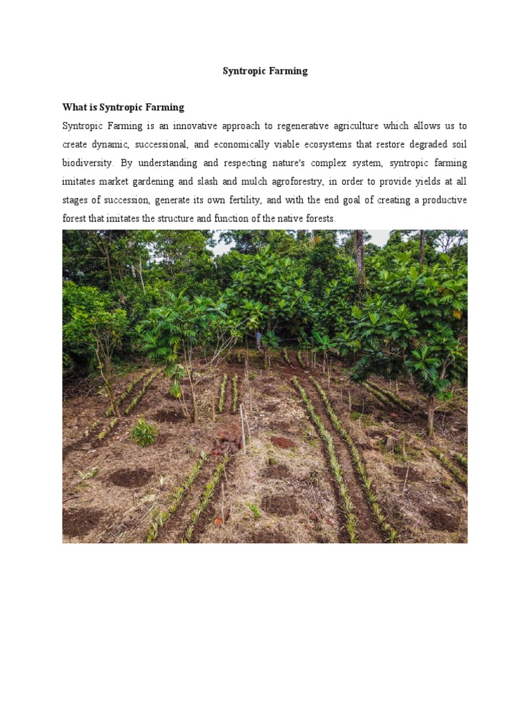 Syntropic Farming | PDF | Agriculture | Trees