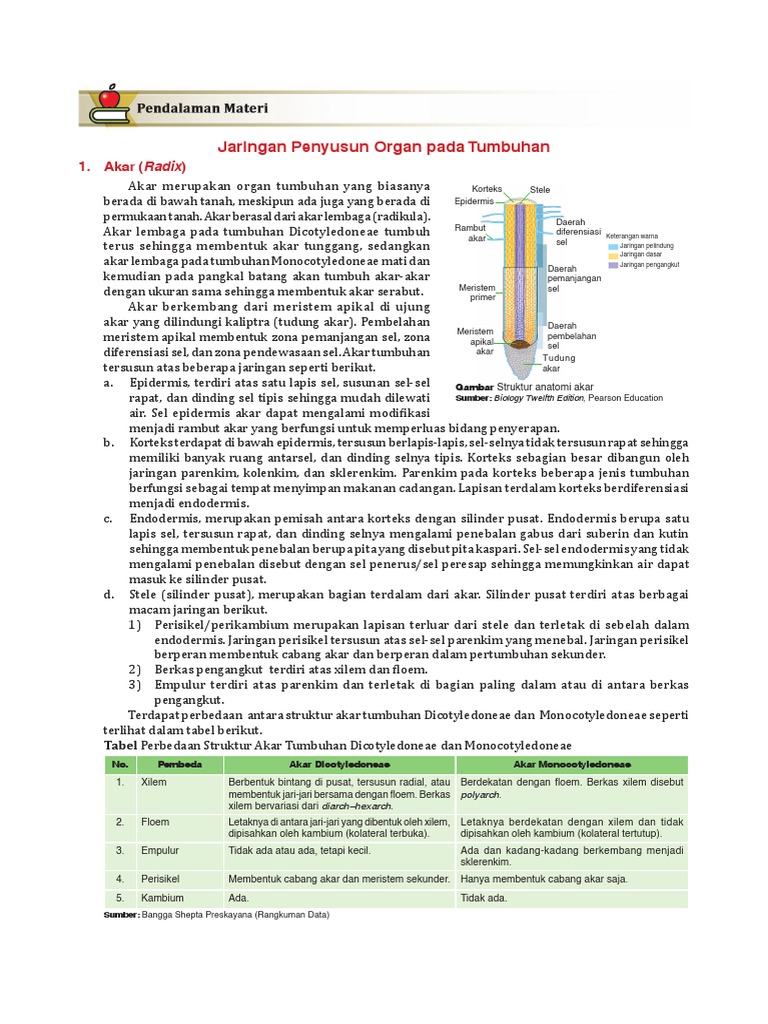 Jaringan Penyusun Organ Pada Tumbuhan | PDF