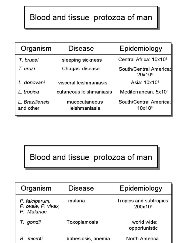 Blood and Tissue Protozoa | PDF | Malaria | Plasmodium Falciparum