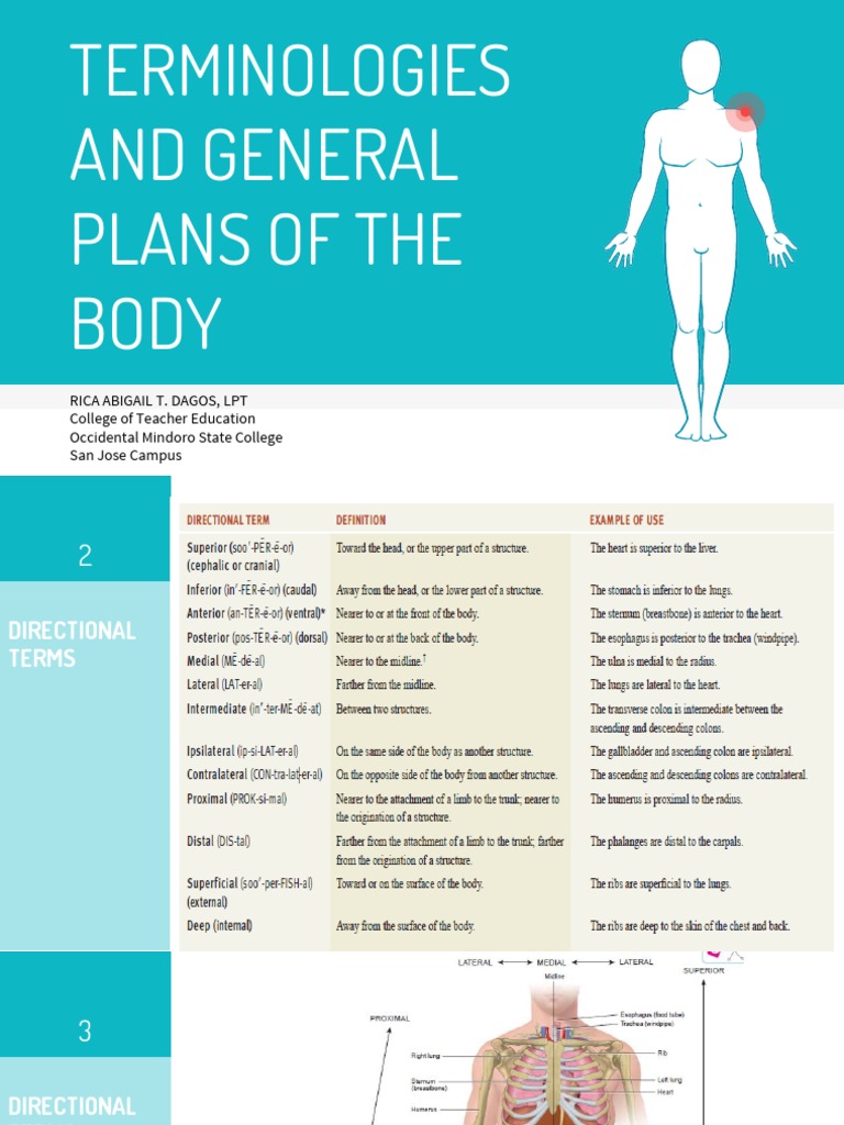 A. Topic 5 - Terminologies and Body Plans | PDF