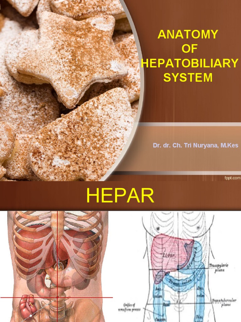 Hepatobiliary System Anatomy | PDF | Liver | Pancreas