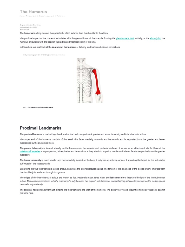 The Humerus Proximal Shaft Distal Teachmeanatomy Pdf Elbow Musculoskeletal System