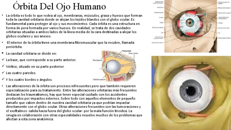 Anatomía de la Órbita Ocular Humana | PDF | Viajes y turismo | Ciencia ...