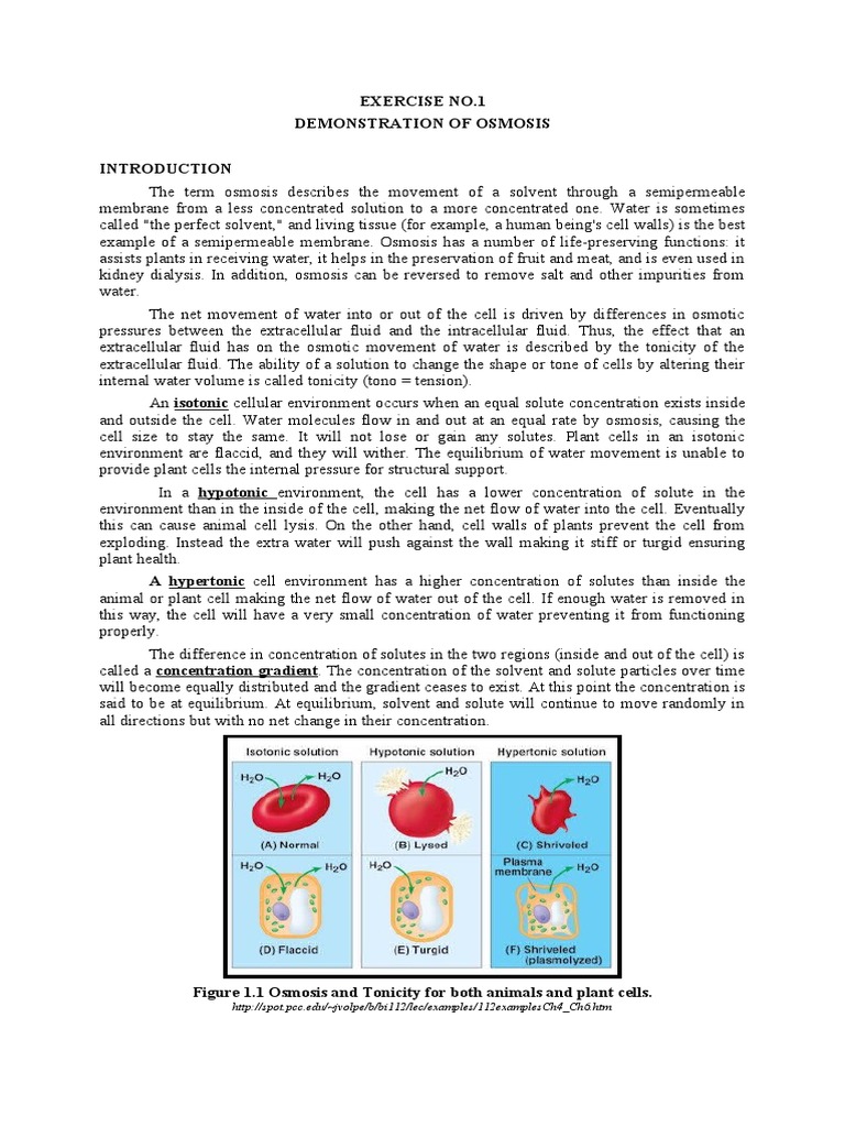 Exercise1 Demonstration Of Osmosis Pdf Osmosis Chemistry