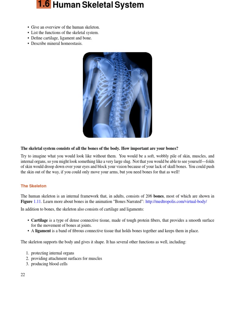 Bones | PDF | Skeleton | Bone