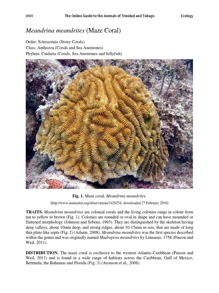 Meandrina - Meandrites - Maze Coral | PDF | Coral | Coral Reef