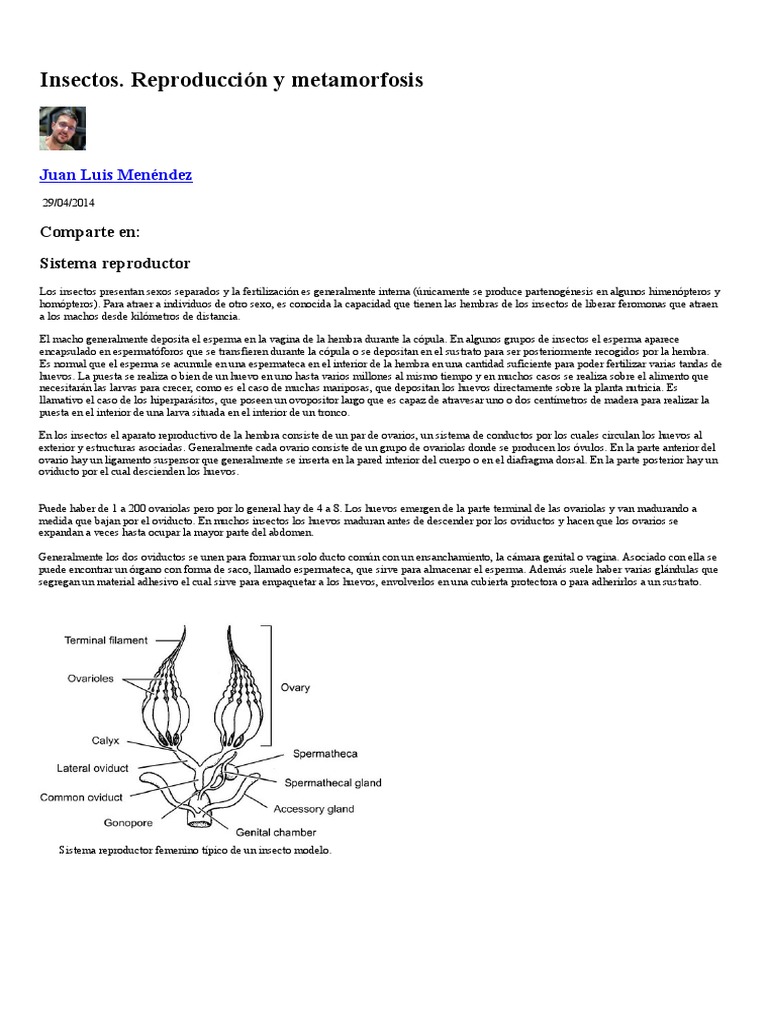 Insectos. Reproducción y Metamorfosis | PDF | Insectos | Zoología
