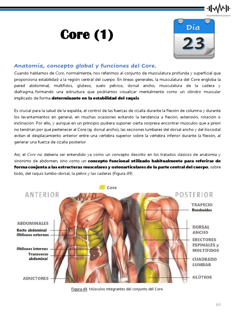 El Core más allá de la anatomía: Un enfoque funcional e integrador | PDF | Músculo esquelético ...