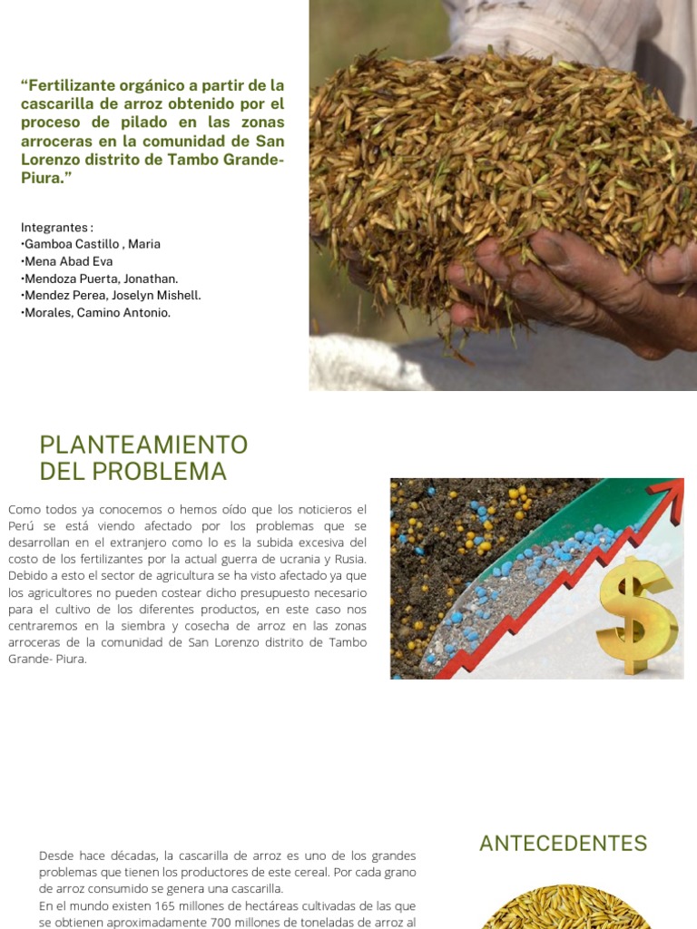 "Fertilizantes Orgánicos A Partir de La Cascarilla de Arroz Obtenido ...
