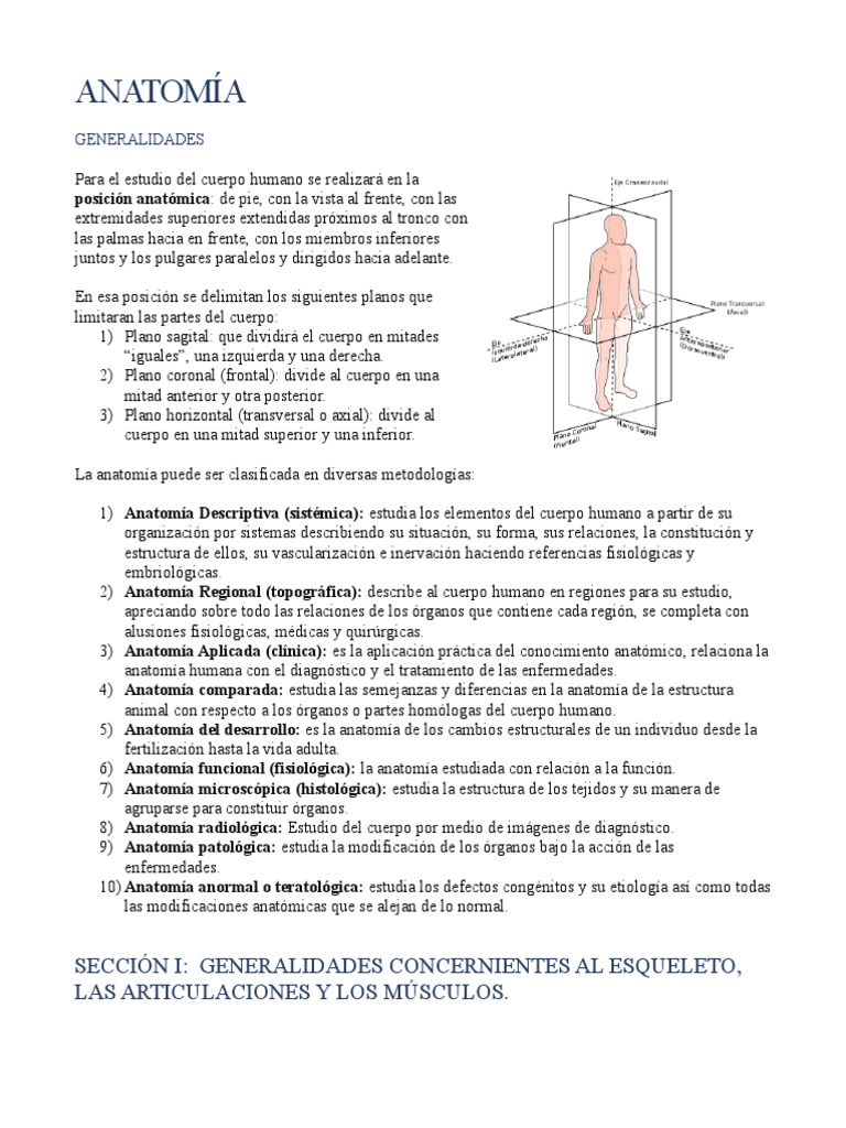 Apuntes Anatomía Pdf Articulación Hueso