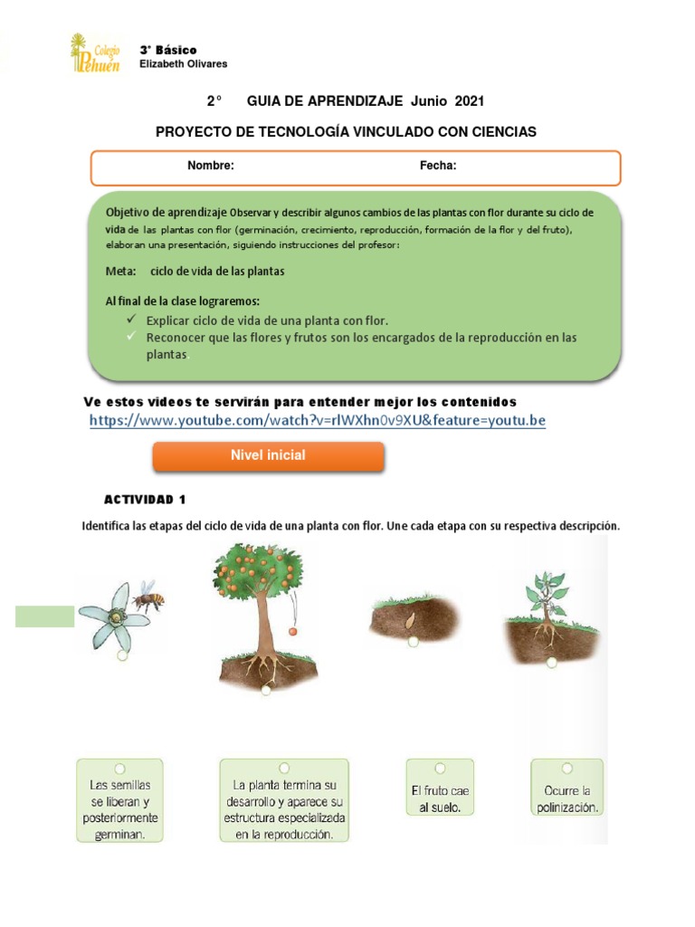 Hoja De Trabajo Del Diagrama Del Ciclo De Vida De Las Plantas