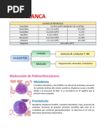 Morfología de Mielocitos y Metamielocitos | PDF | Linfocitos | Nucleo ...